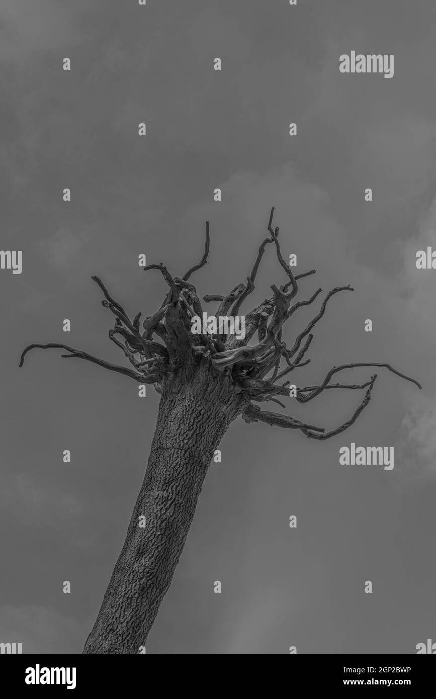 Vertical grayscale shot of a thin tree trunk with small branches coming ...