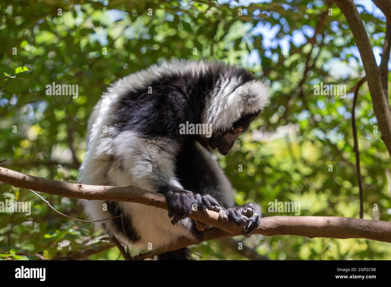 Vari lemur hi-res stock photography and images - Alamy