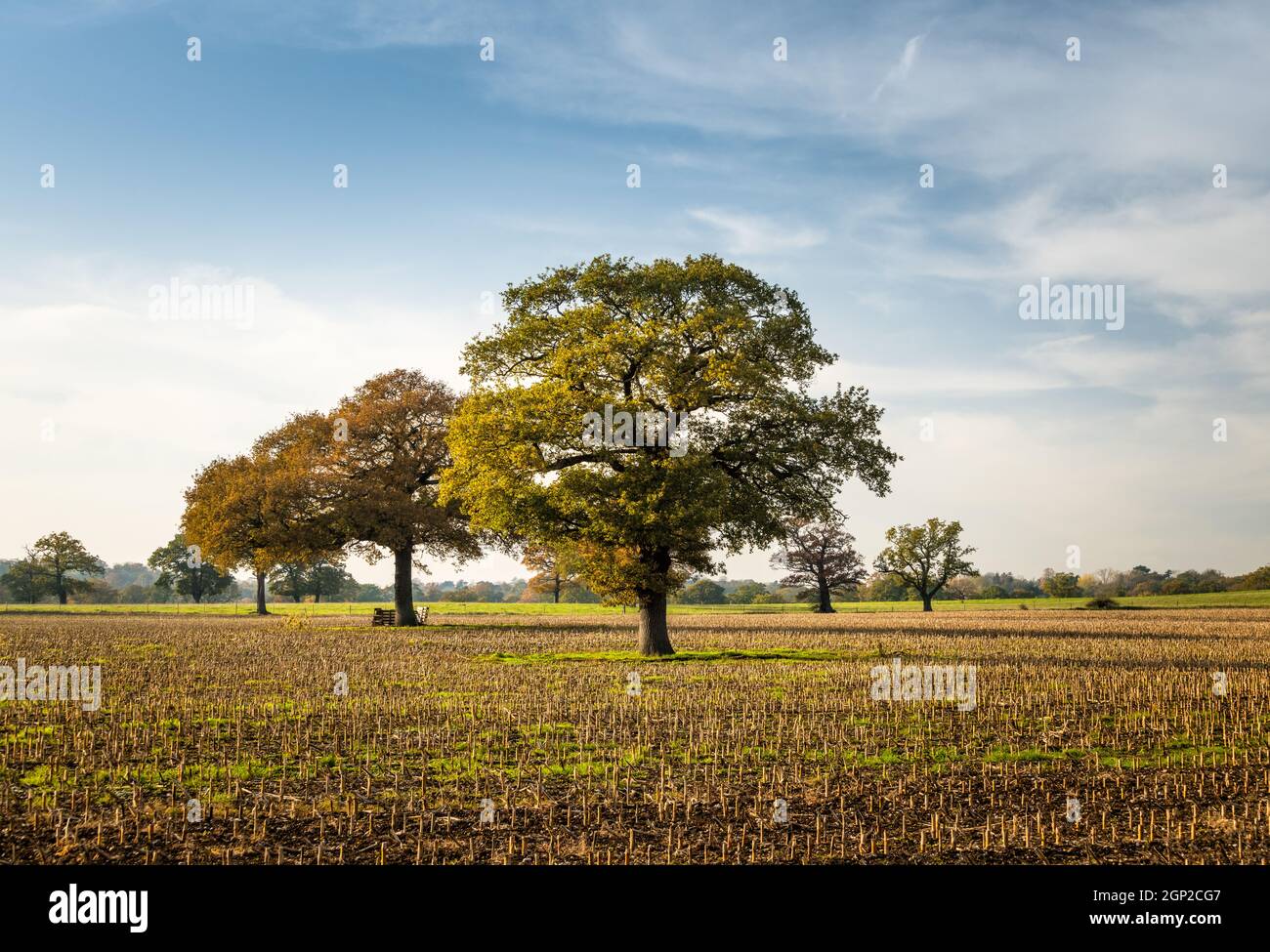 Trees in the field, Darlands Nature Reserve, Borough of Barnet, London ...