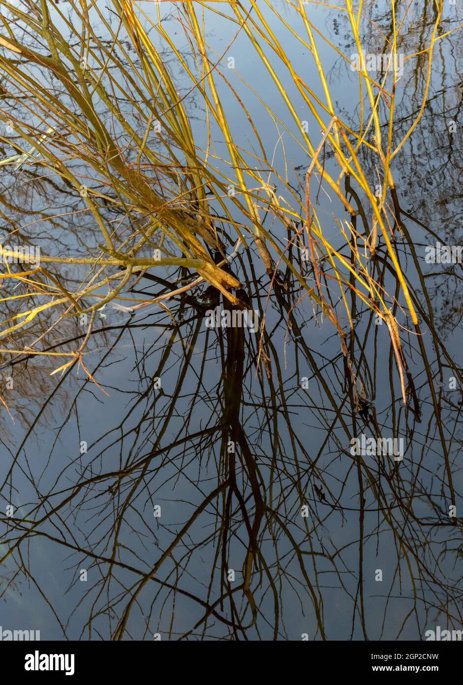 full frame riparian scenery showing some twigs mirroring on water ...