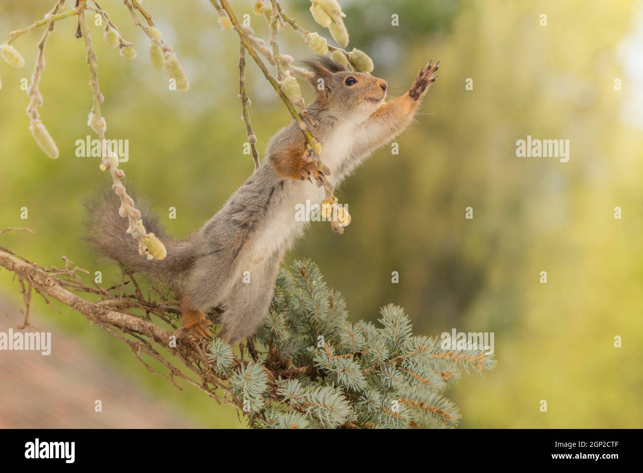 Red squirrel is reaching for a leaf hi-res stock photography and images ...