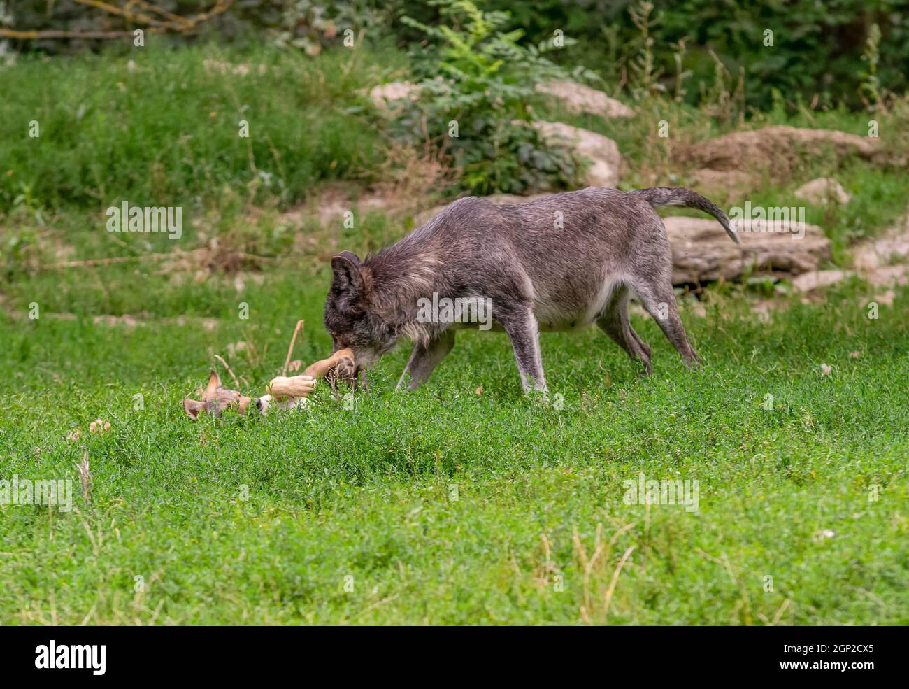 2 wolves playing in natural back at summer time Stock Photo - Alamy