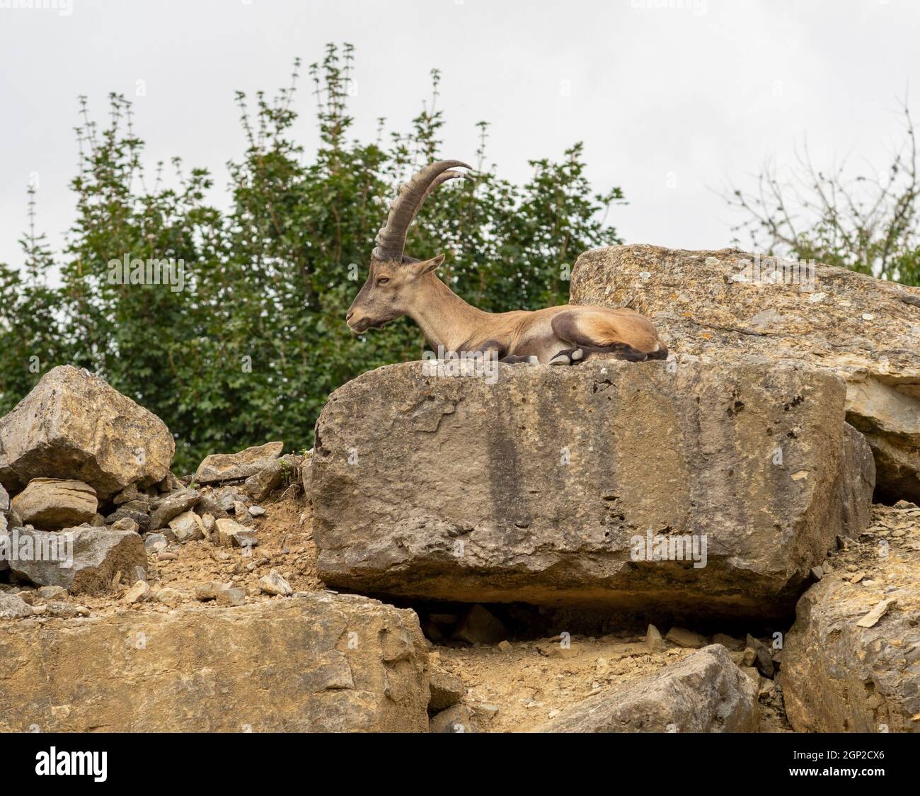 ibex resting on a rock formation at summer time Stock Photo - Alamy