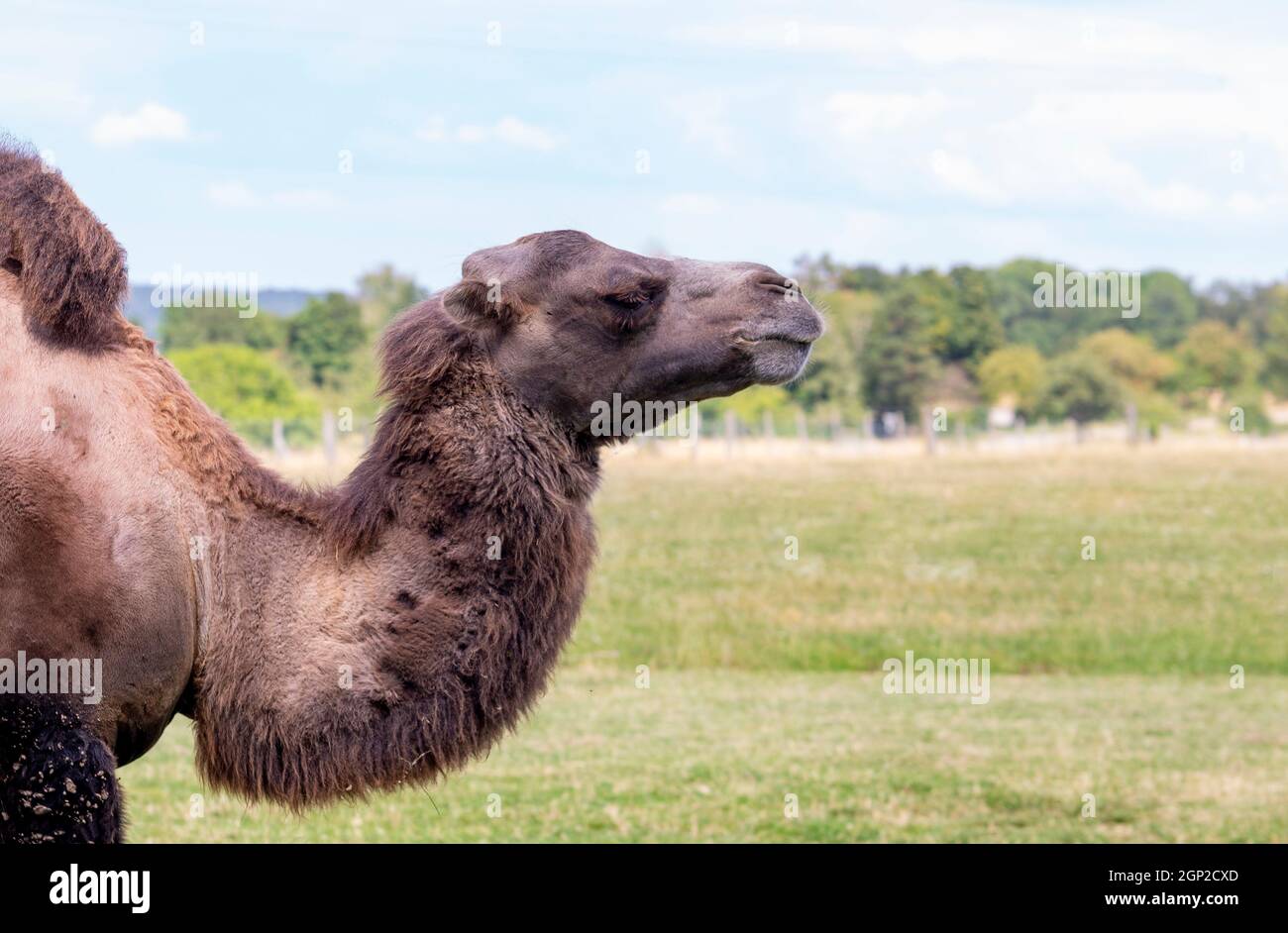 sideways camel portrait in natural back at summer time Stock Photo - Alamy