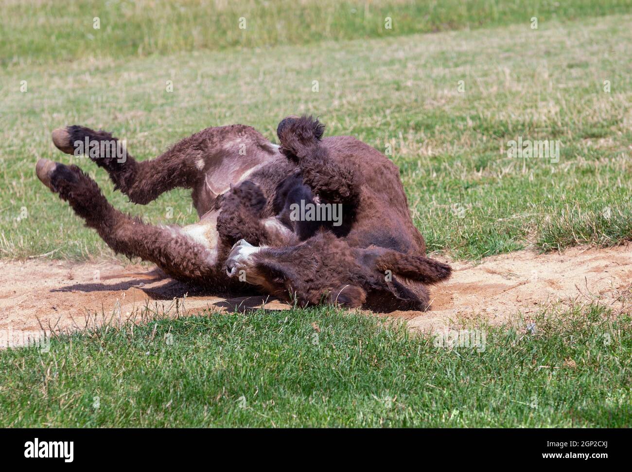 donkey rolling on the ground in sunny ambiance Stock Photo - Alamy