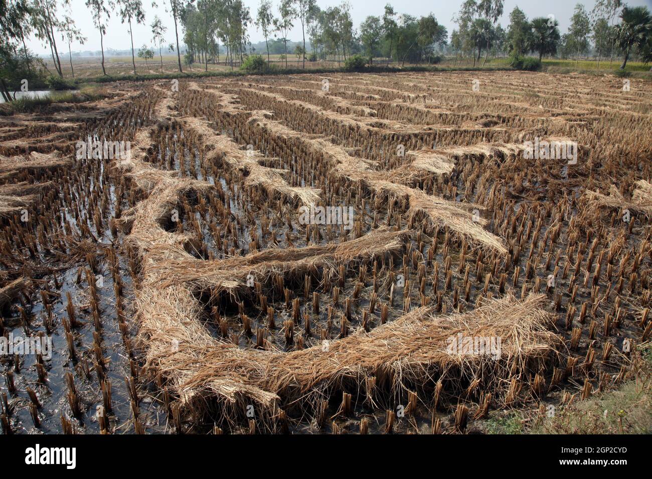 Rice field just after harvesting Stock Photo - Alamy