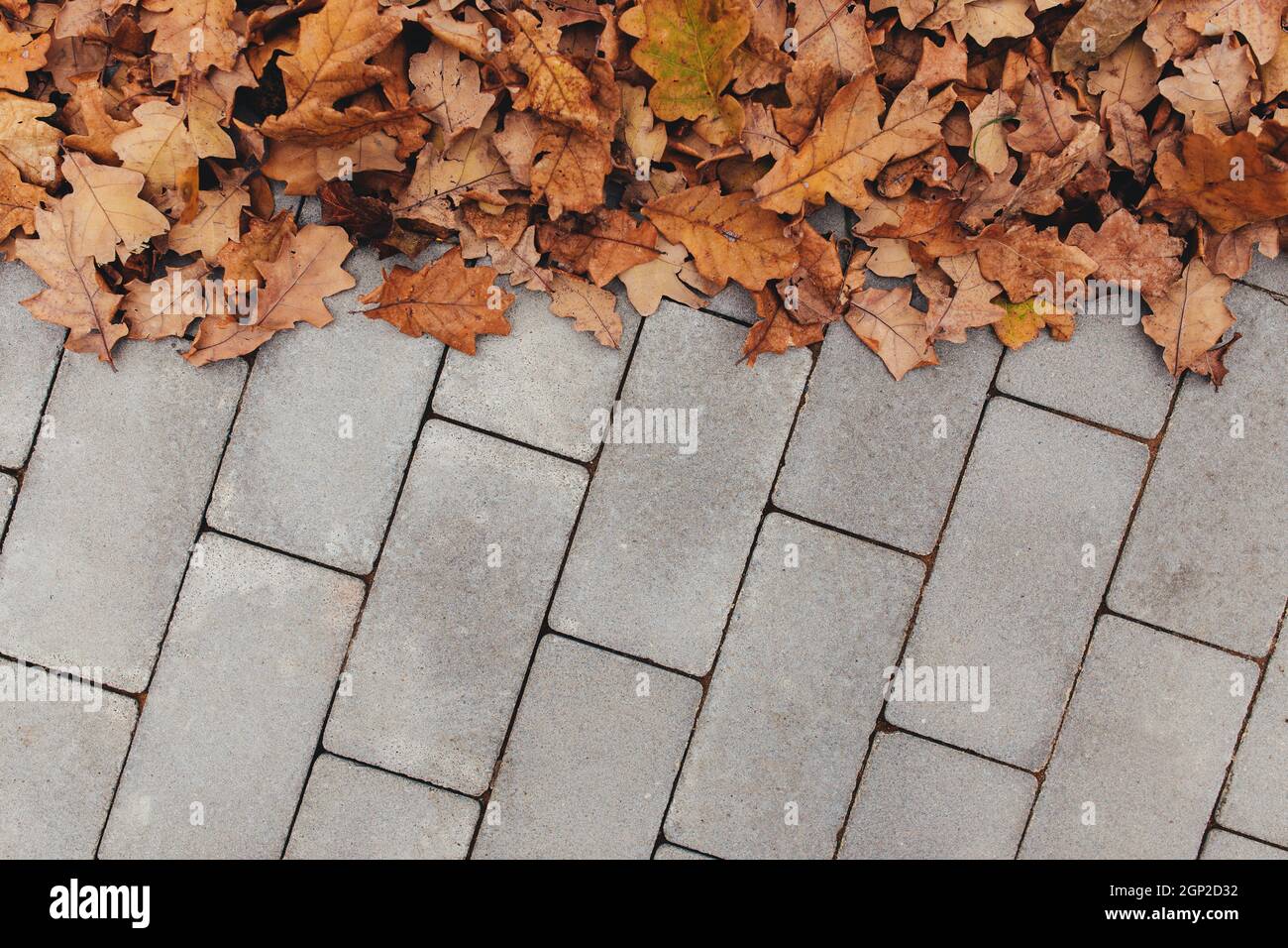 Autumn leaves on the gray pavement background. High quality photo Stock ...