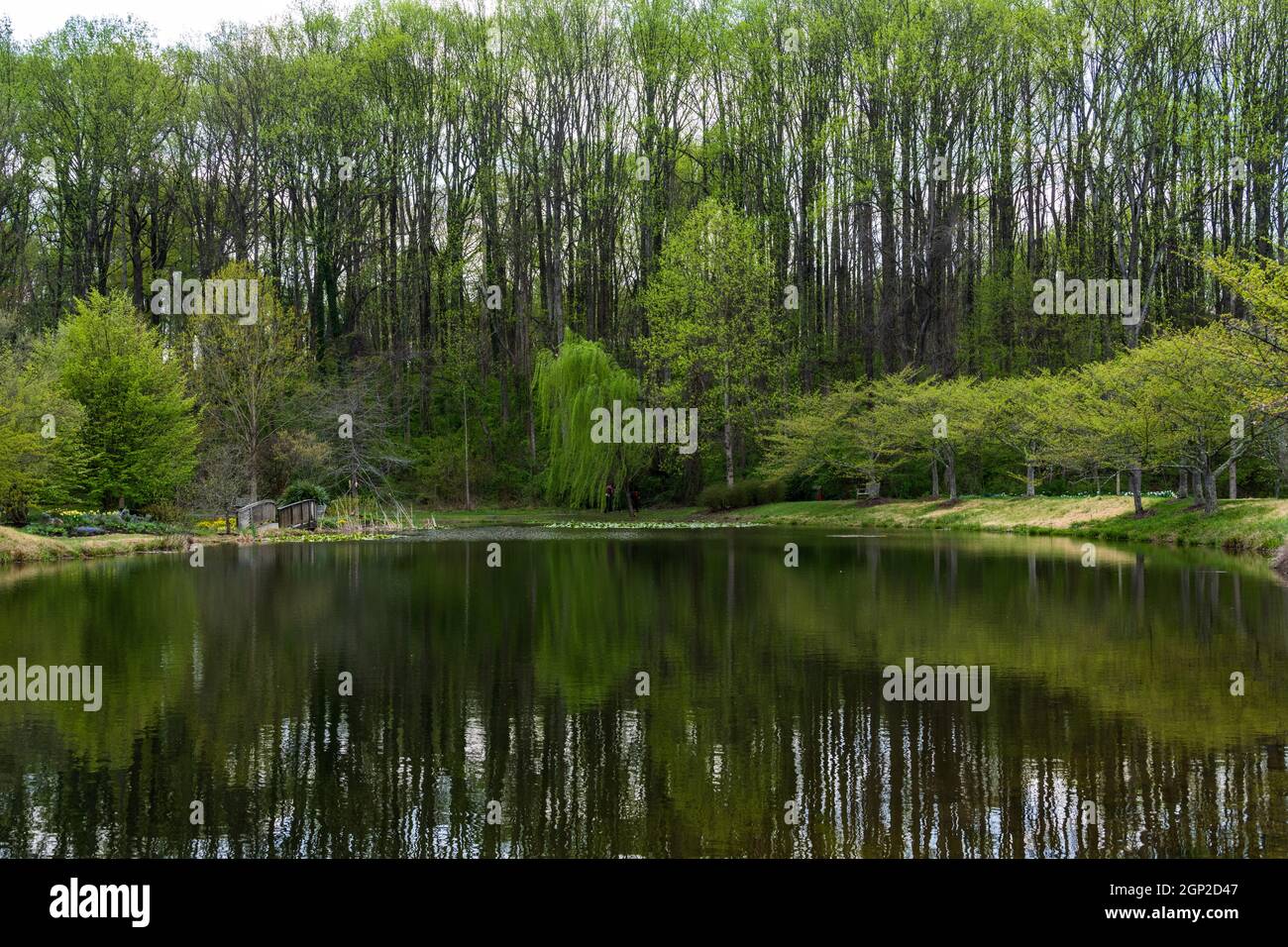 Photo overlooking a pond in a botanical garden with green trees ...