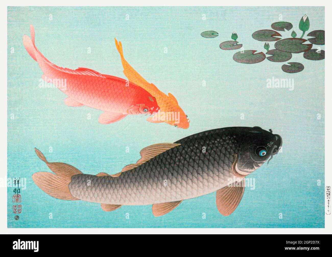Common and Golden Carp (1935) by Ohara Koson Stock Photo - Alamy