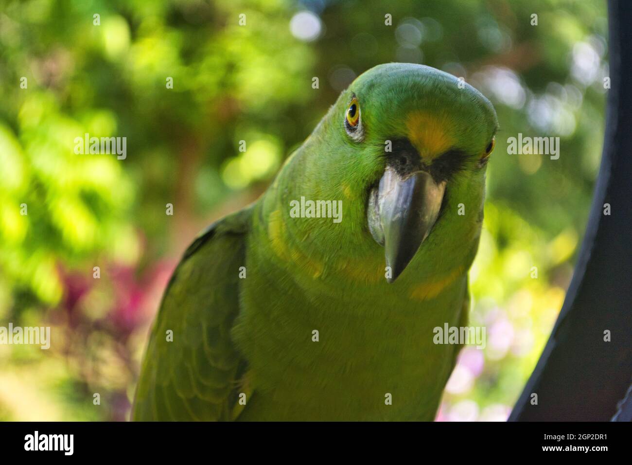 Close-up of Yellow-naped Amazon (Amazona auropalliata) parrot Stock ...