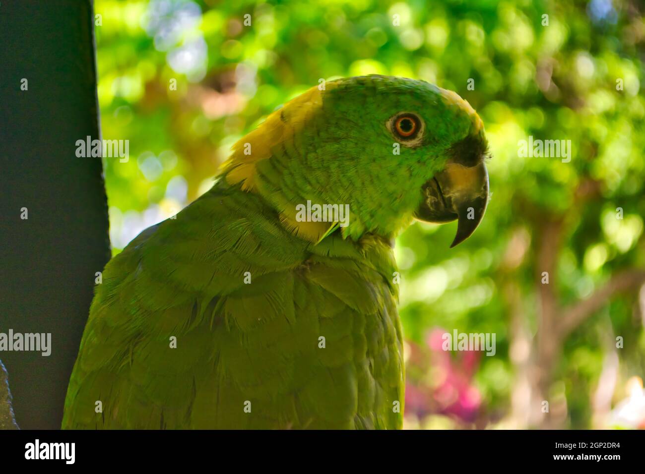 Close-up of Yellow-naped Amazon (Amazona auropalliata) parrot Stock ...