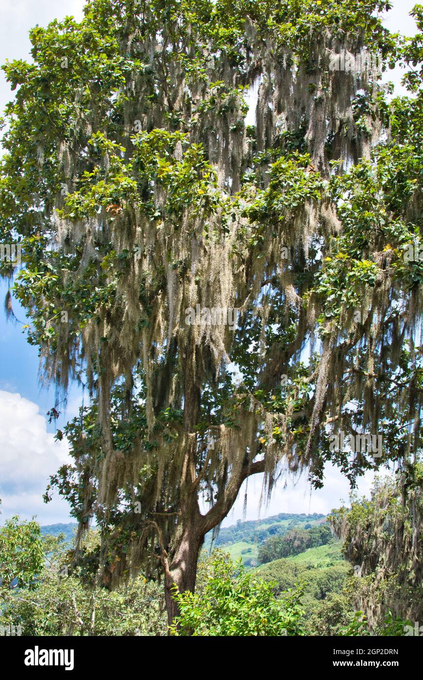 Barba Viejo or Old Man’s Beard tree in Miraflor nature reserve in ...