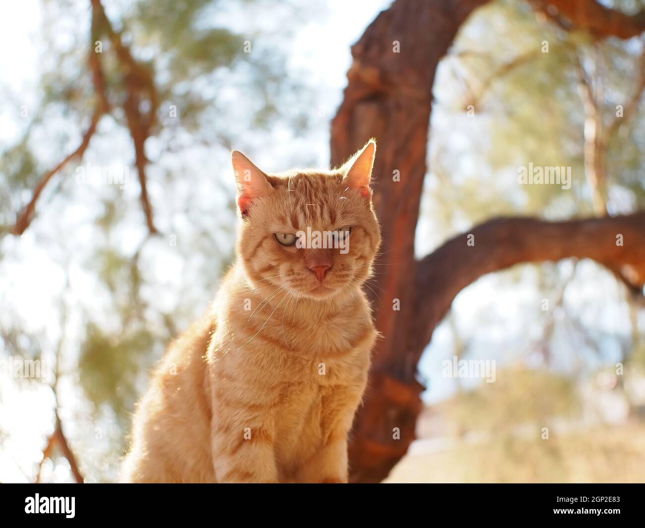 Ginger cat facing the camera Stock Photo - Alamy