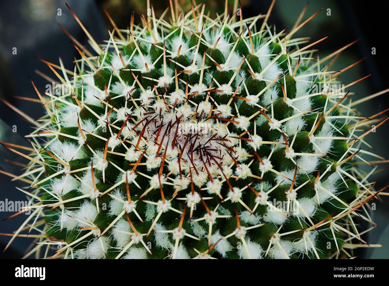 Macro of the top of a Silver Arrow Cactus plant Stock Photo - Alamy