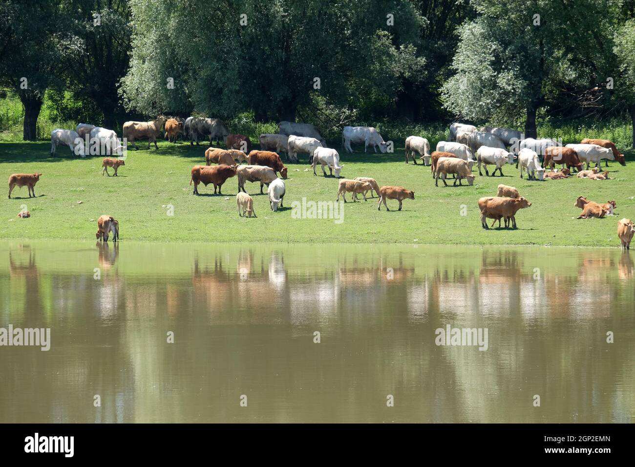 Livestock grazing on the banks of the Sava River near Lonjsko polje ...