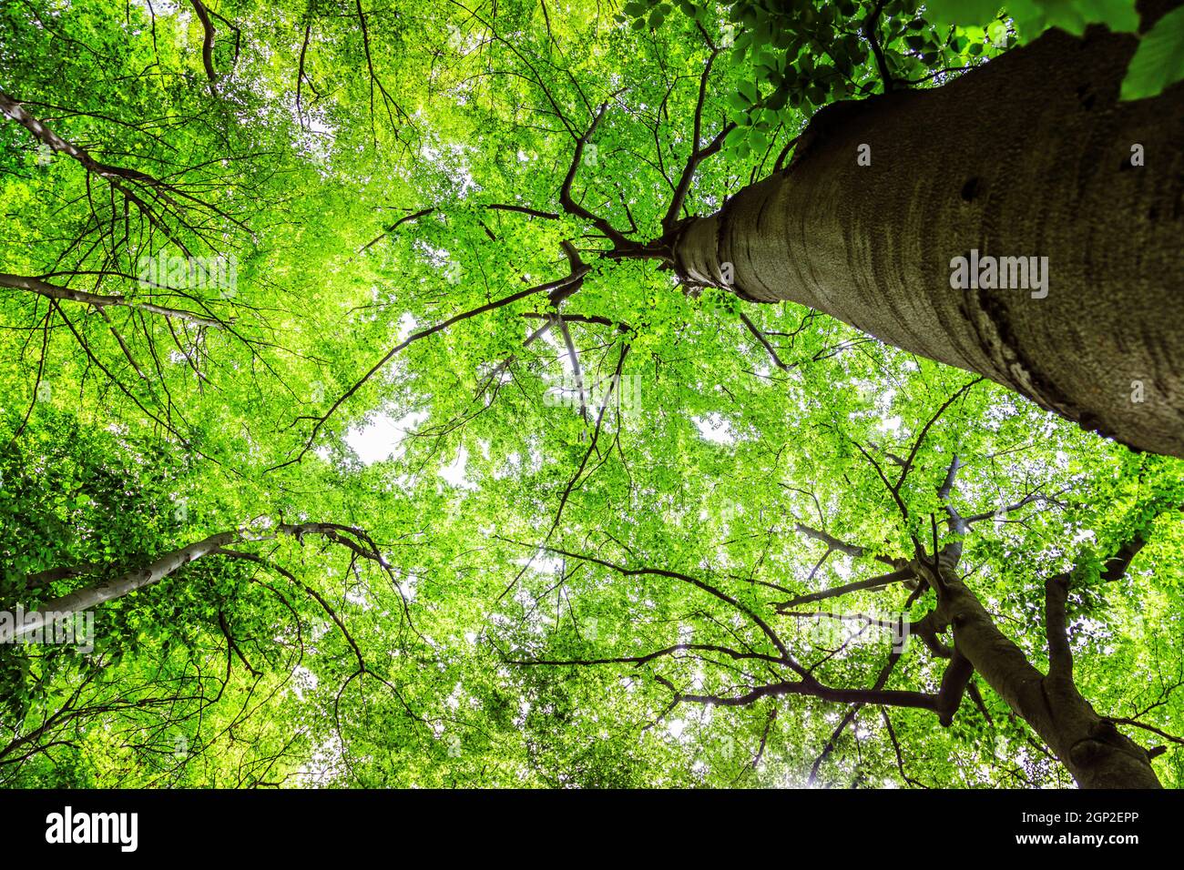 Bottom view of impressive spruce trees in the forest. Spring time Stock ...