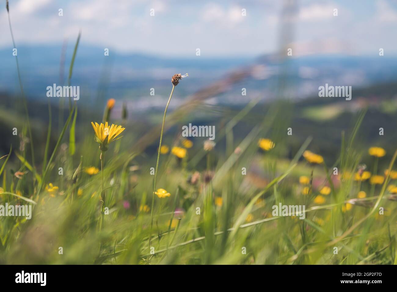 Colorful alpine flowers in spring, close up picture Stock Photo - Alamy