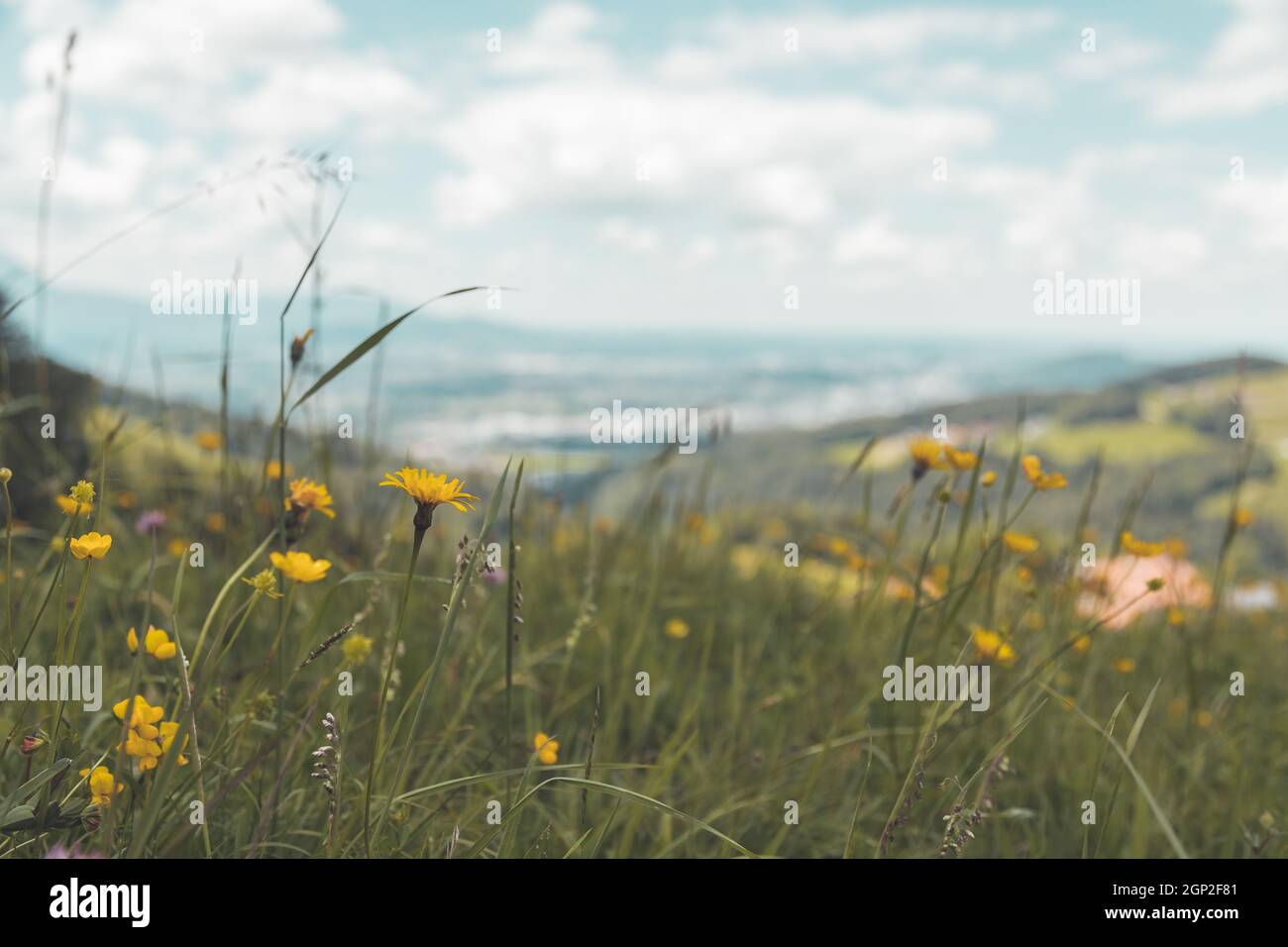 Colorful alpine flowers in spring, close up picture Stock Photo - Alamy