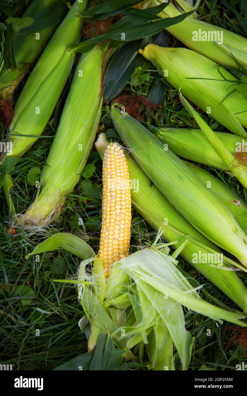 Kernel process hi-res stock photography and images - Alamy