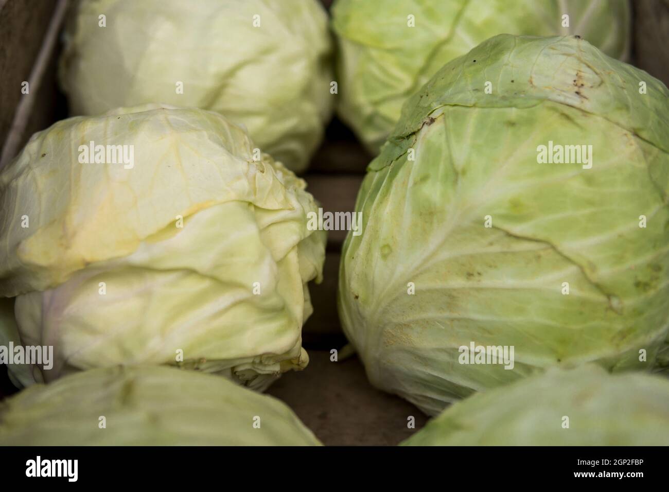 detail of six cabbages inside of a wooden box Stock Photo - Alamy