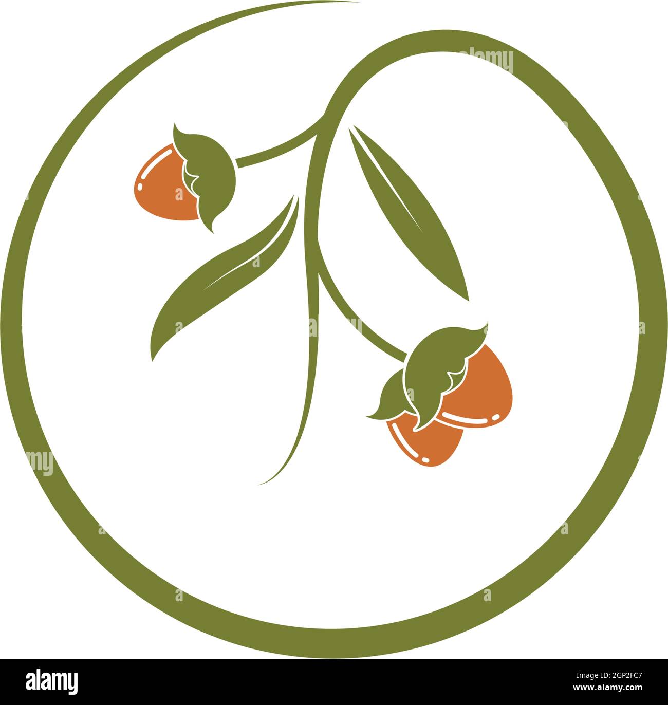 jojoba nuts vector illustration design Stock Vector Image & Art - Alamy