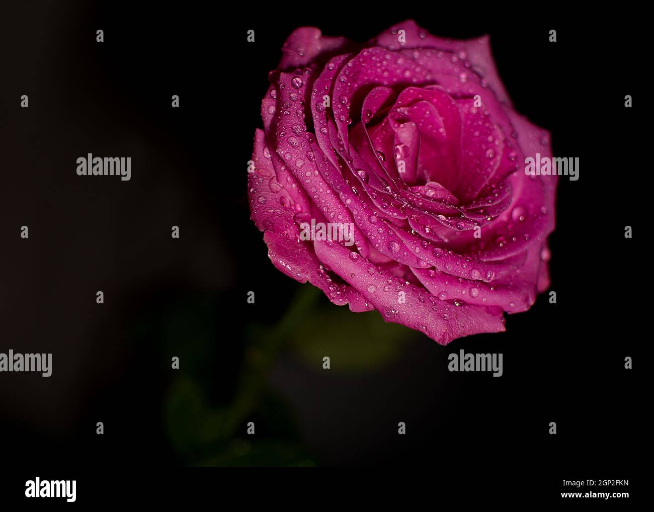 Classic rose with water drops Stock Photo - Alamy