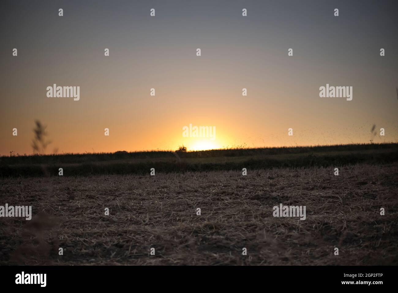 sun hiding over horizon with a stubble in the field Stock Photo - Alamy