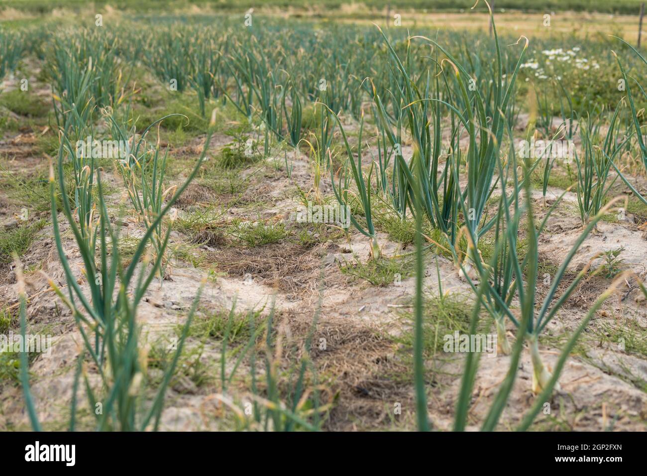onion growing in the field at ecological plantation in Poland Stock ...