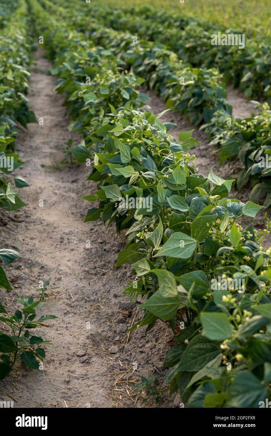 green bean plant growing in a row in the field during summer season ...