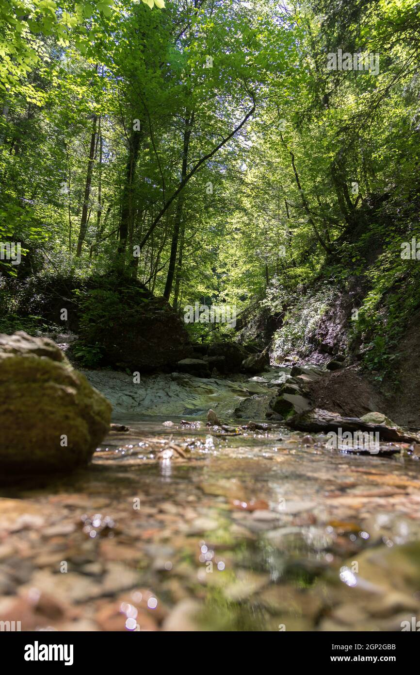 Small mountain river in the forest Stock Photo - Alamy