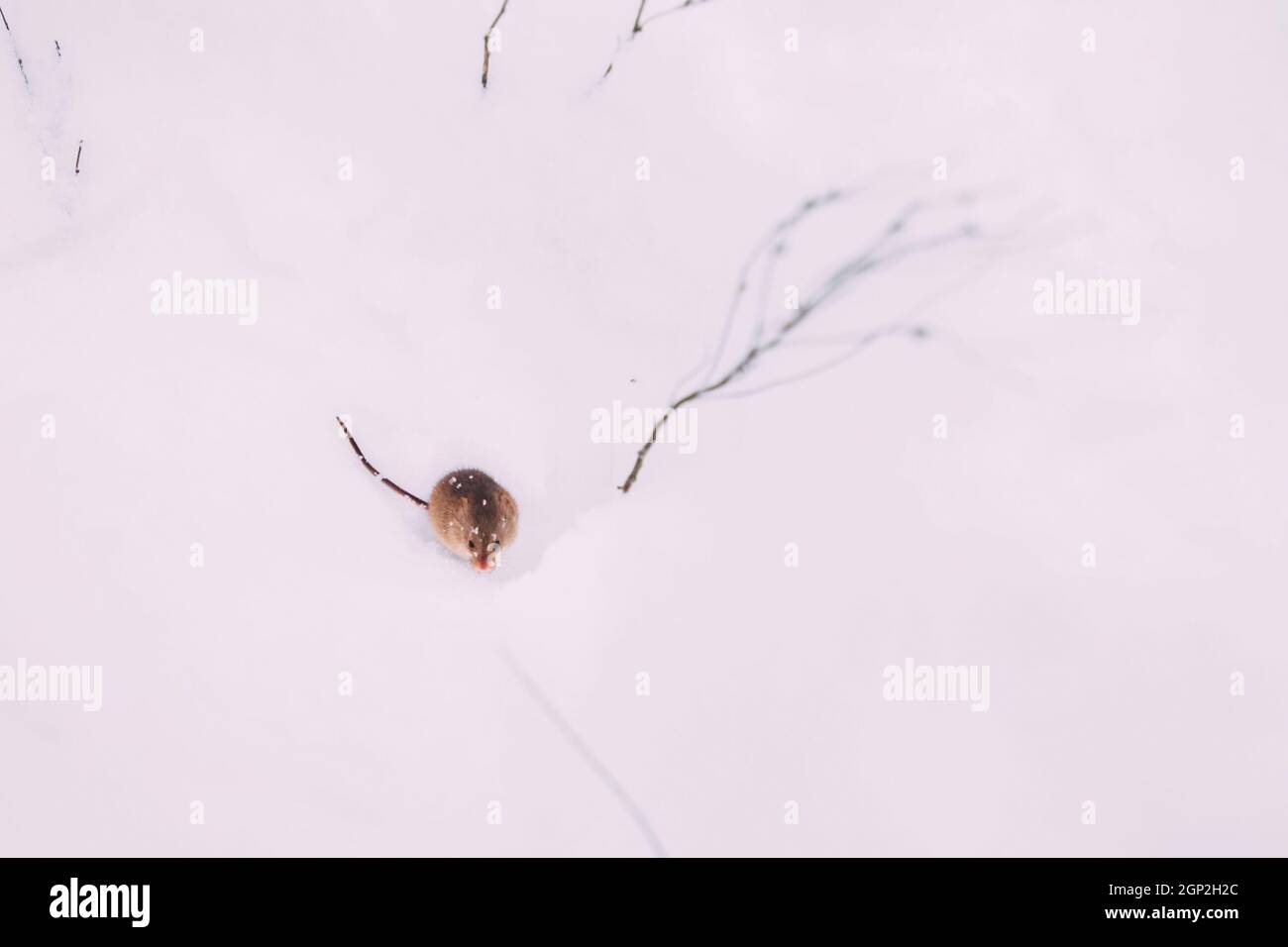 Little mouse in the snow. You're mouse looking for food in winter Stock ...