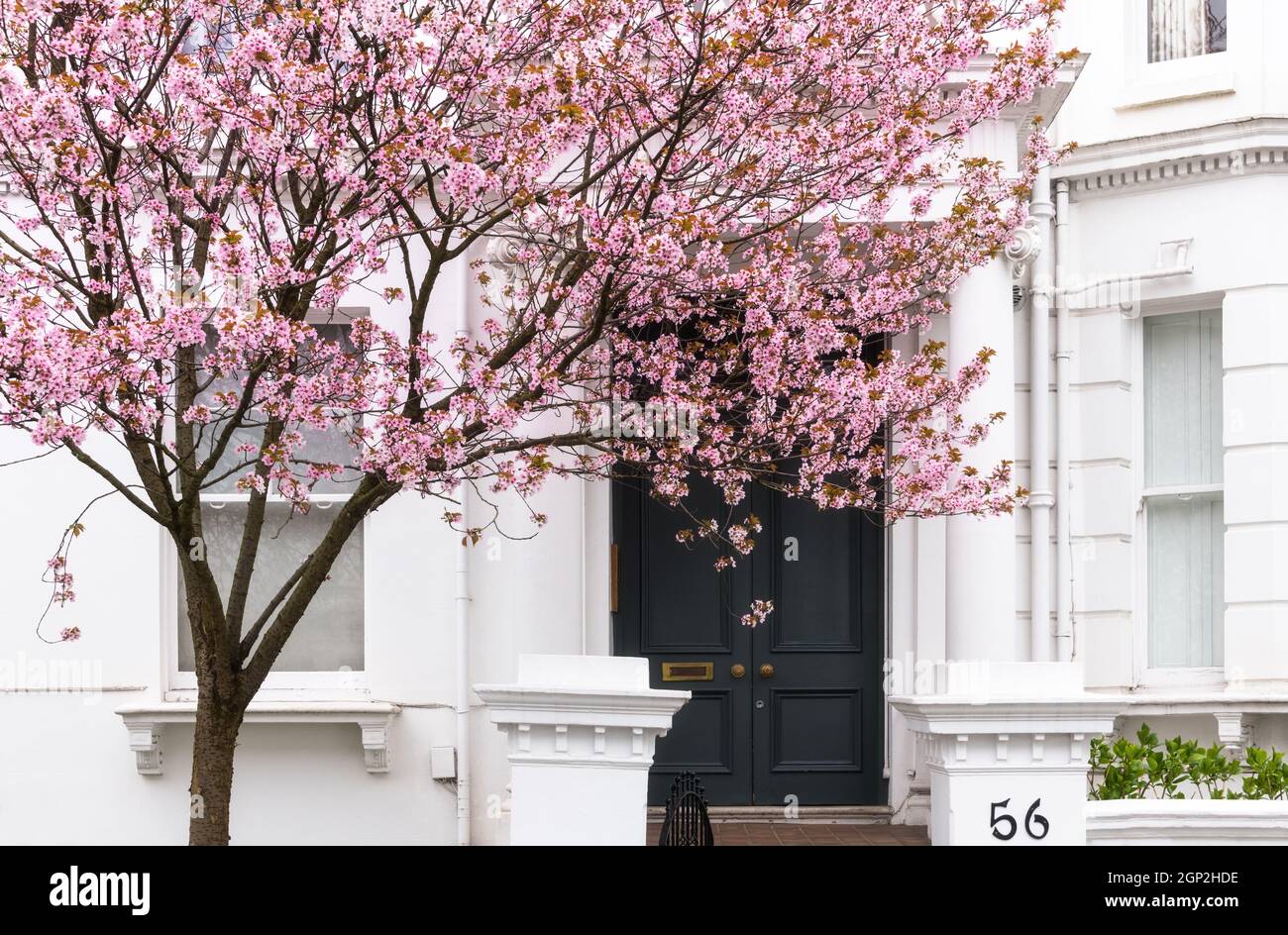 Sakura trees uk hi-res stock photography and images - Alamy