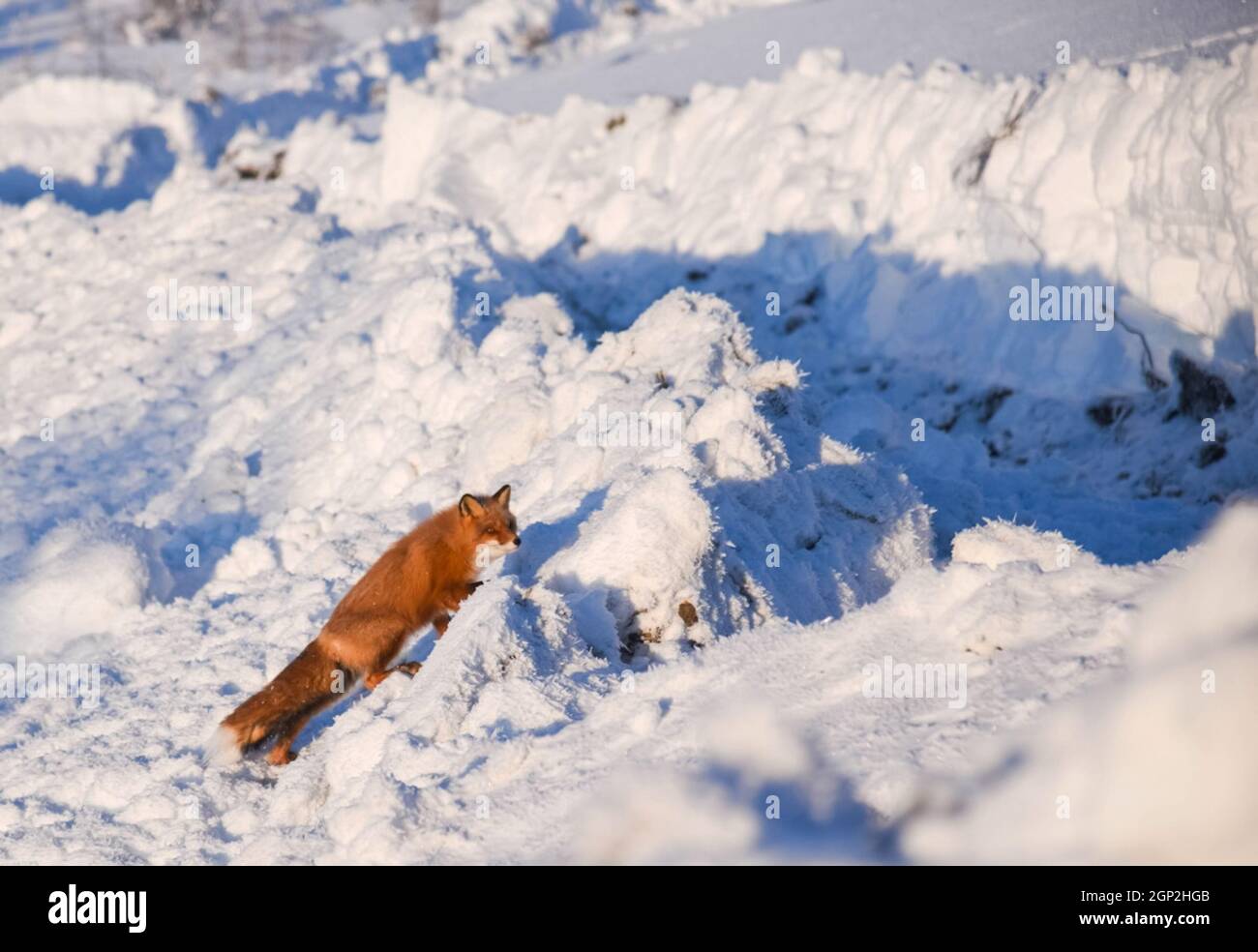 Red fox running through snow hi-res stock photography and images - Alamy