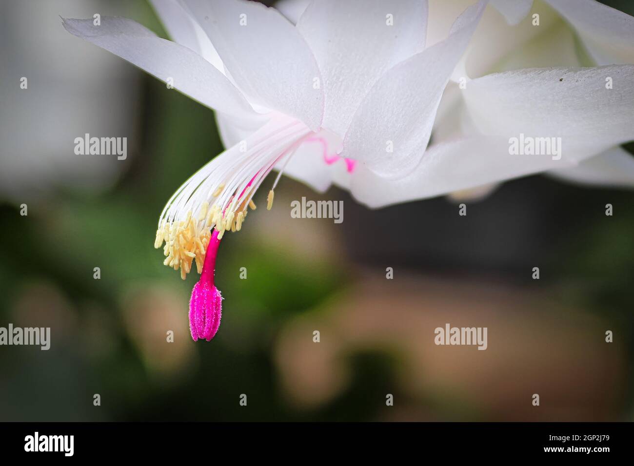 Tubular Growing Cactus High Resolution Stock Photography and Images - Alamy