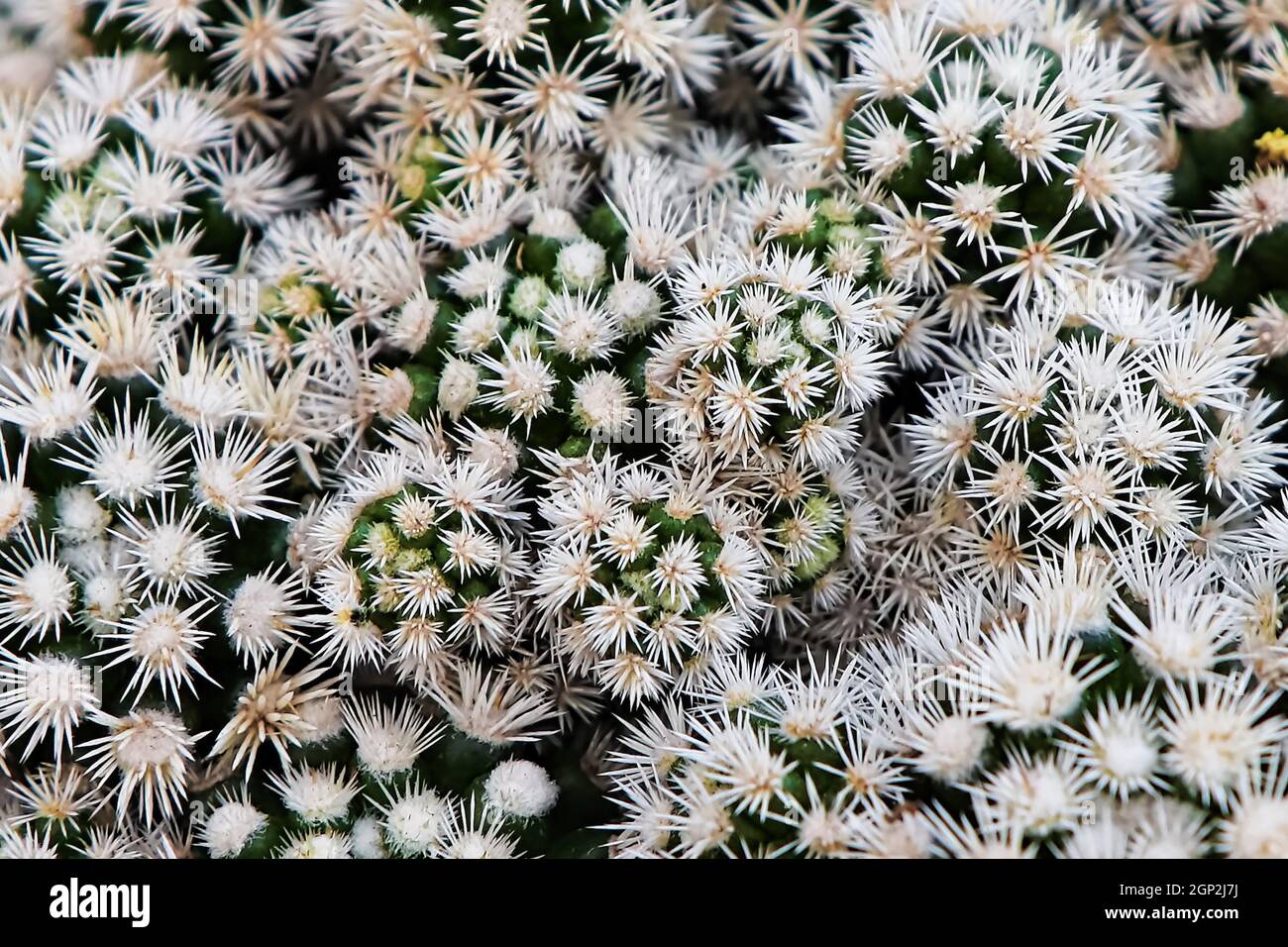 Macro of the white spined clumps on a catcus Stock Photo - Alamy