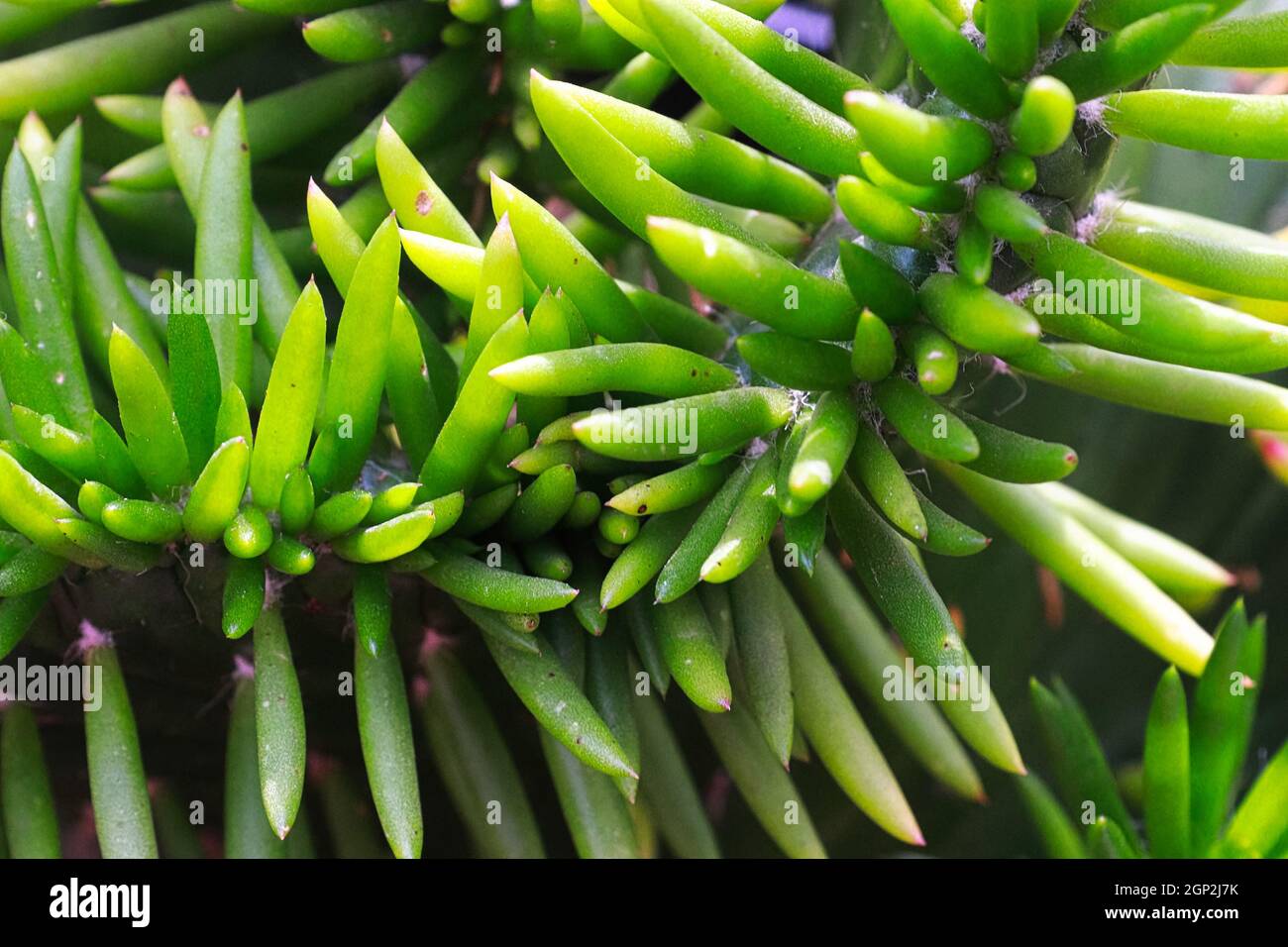 Eves needle cactus hi-res stock photography and images - Alamy
