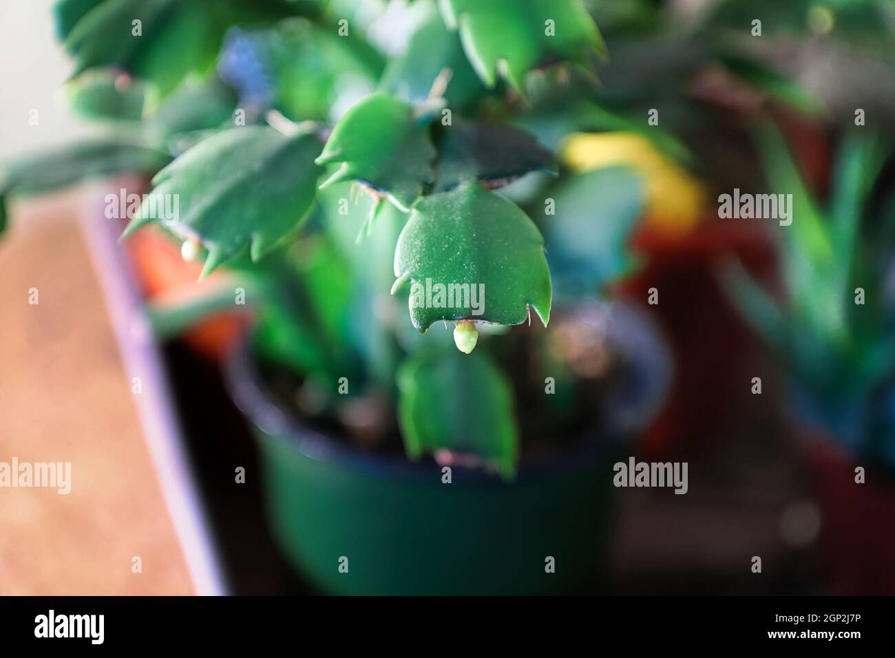 A single flower bud starting to grow on a cactus Stock Photo - Alamy