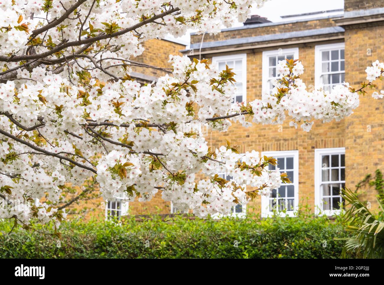 White cherry blossoms in Chelsea, London, England Stock Photo - Alamy