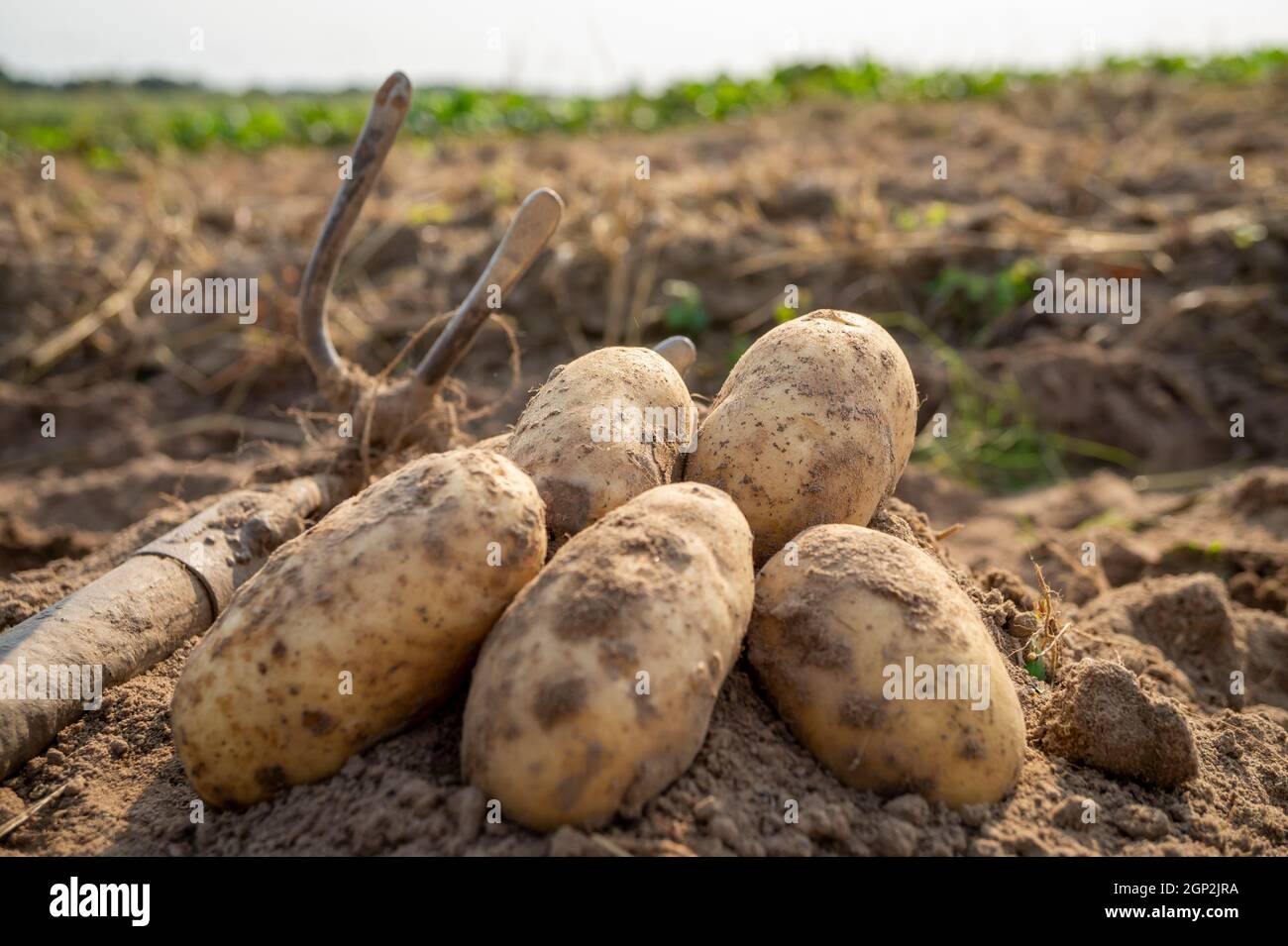 Newly dug or harvested potatoes in a farm field with hoe in a low angle ...
