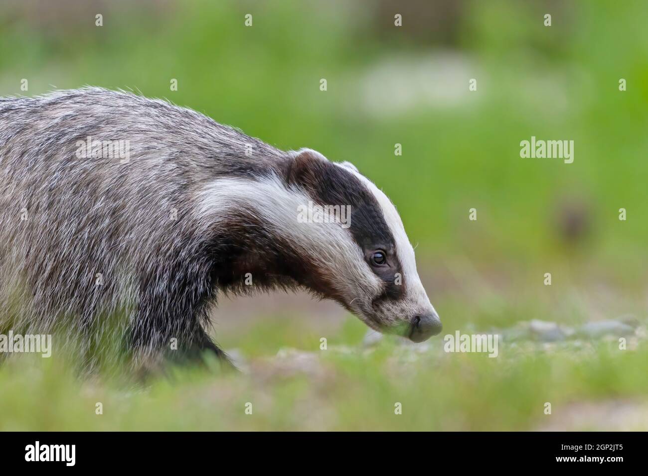 Closeup side view of walking European Badger in the forest, animal in ...