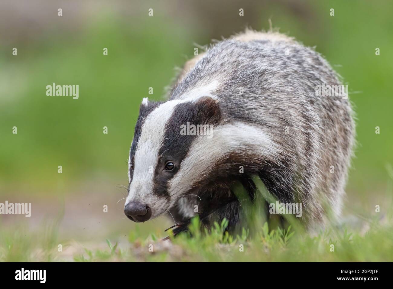 Closeup front view of walking European Badger in the forest Stock Photo ...