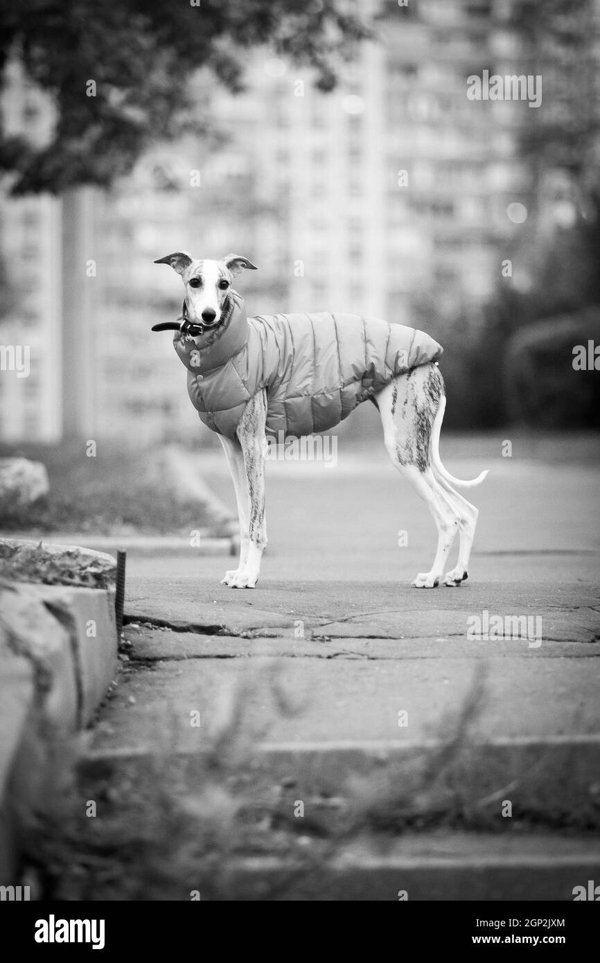 black and white photo of a tiger color dog whippet breed in downy ...
