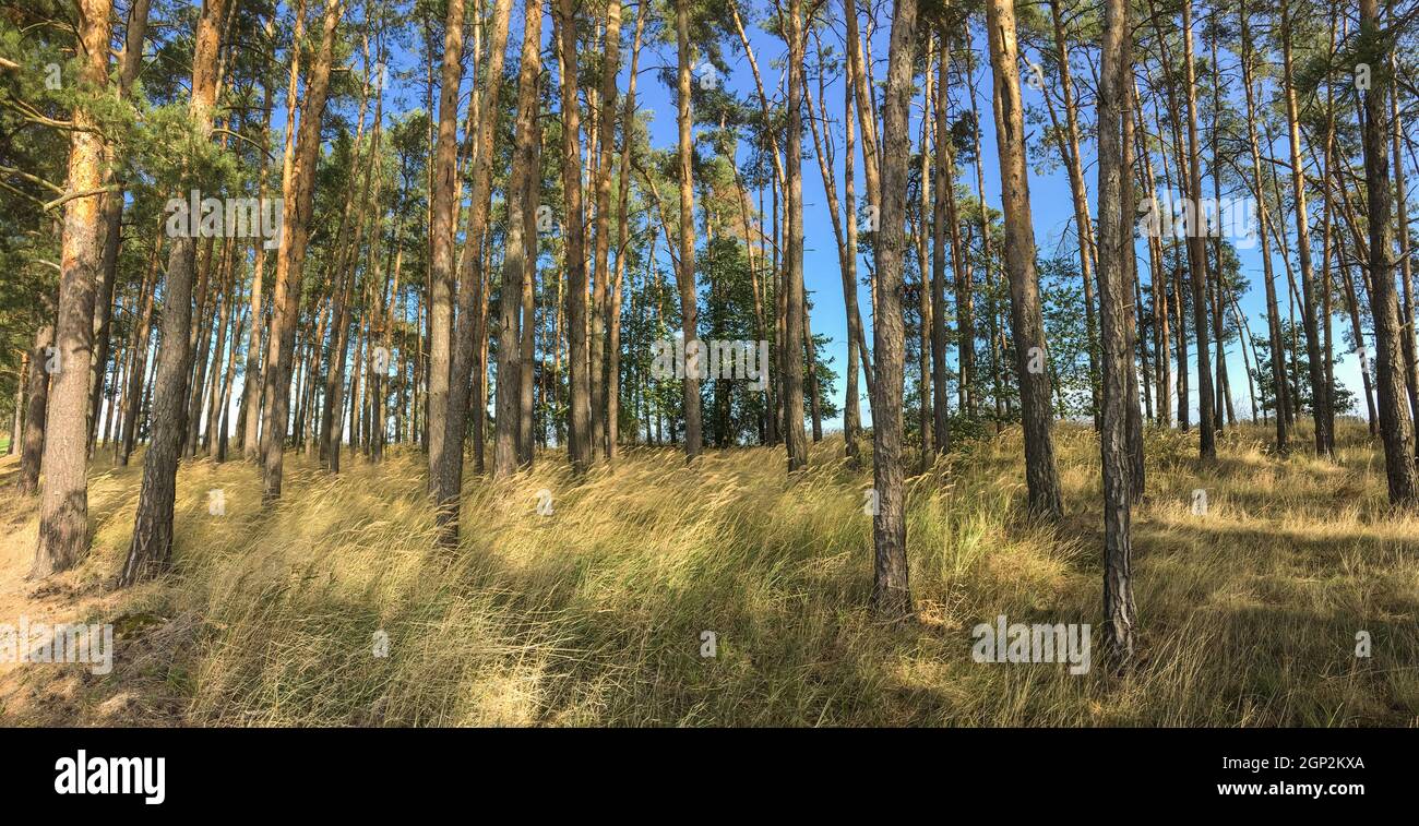 Lovely pine forest panoramic image - pine trees and high grass lit by ...