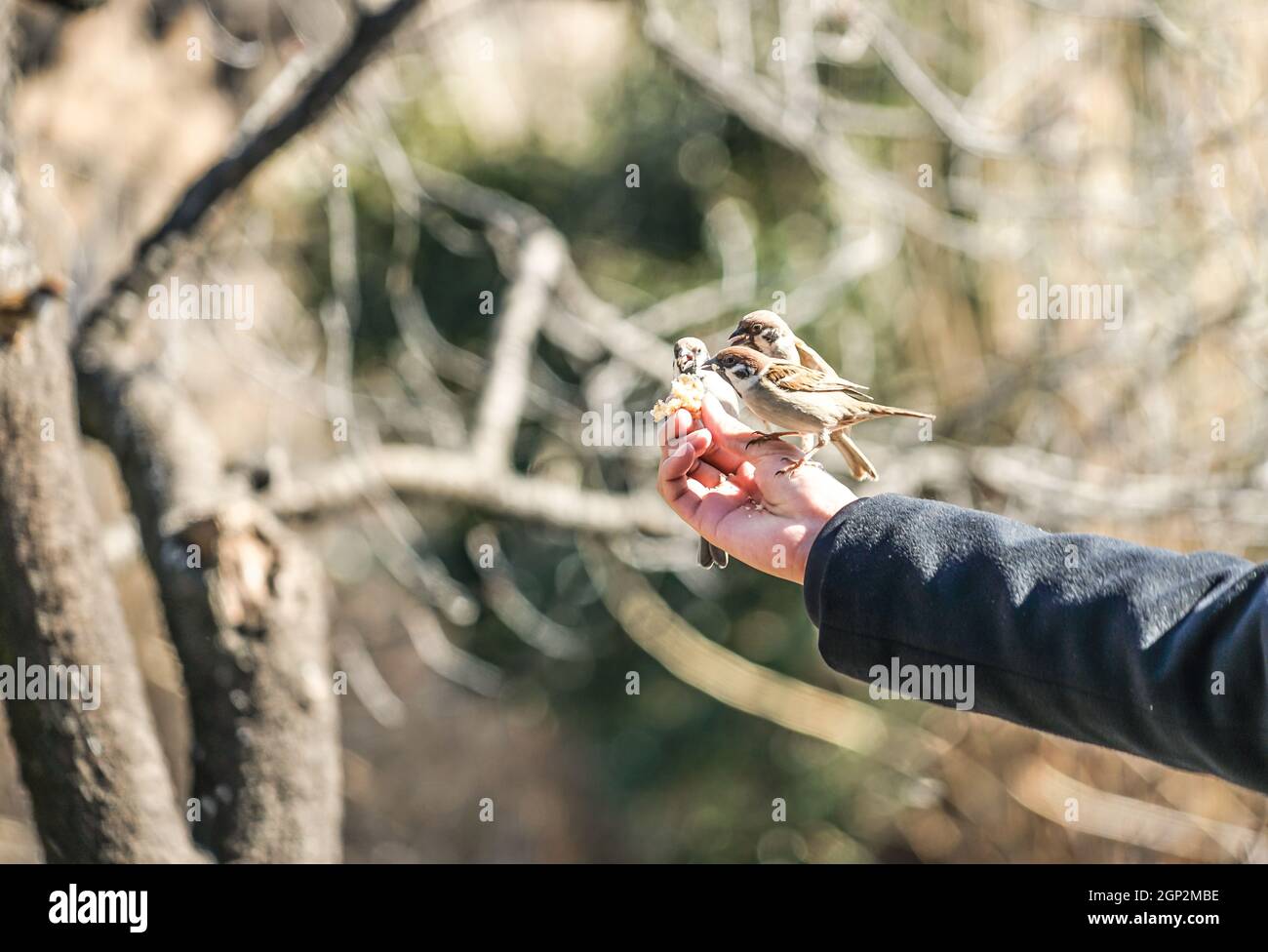 Feeding of the sparrow. Shooting Location: Tokyo metropolitan area ...