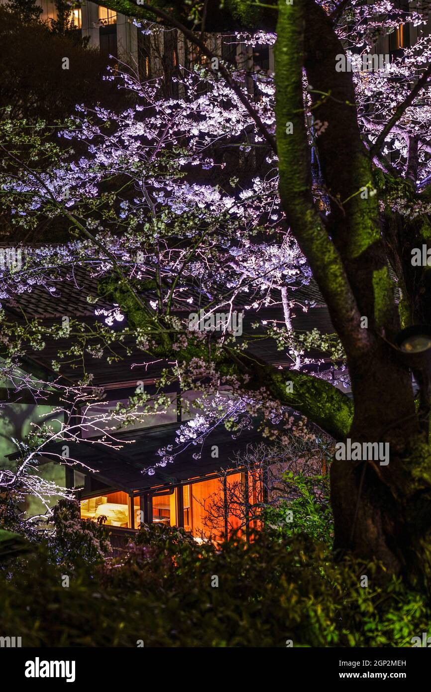 Image of Spring Japanese garden. Shooting Location: Tokyo metropolitan ...