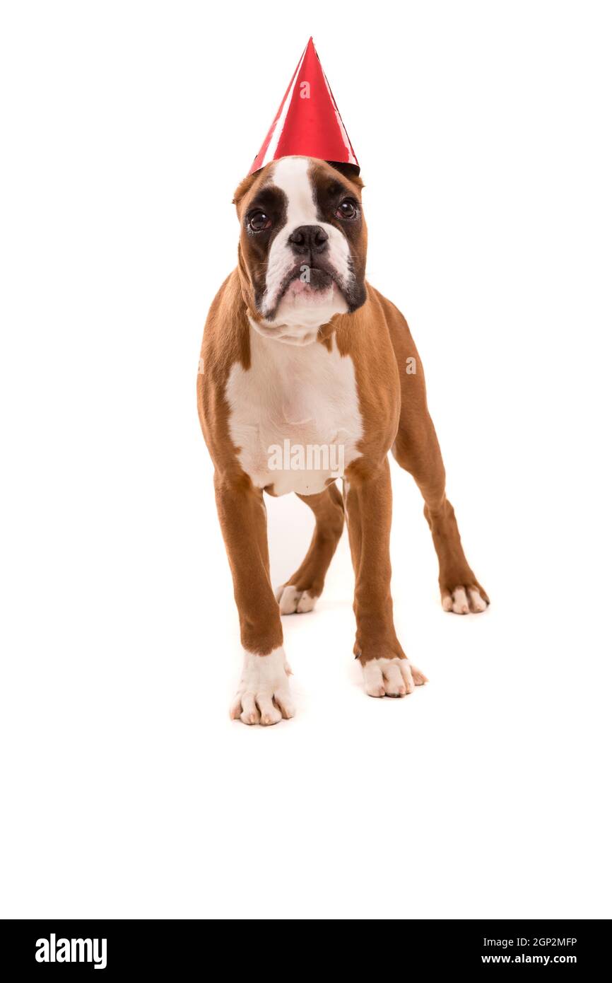Boxer puppy wearing a festive hat, isolated over white background Stock ...