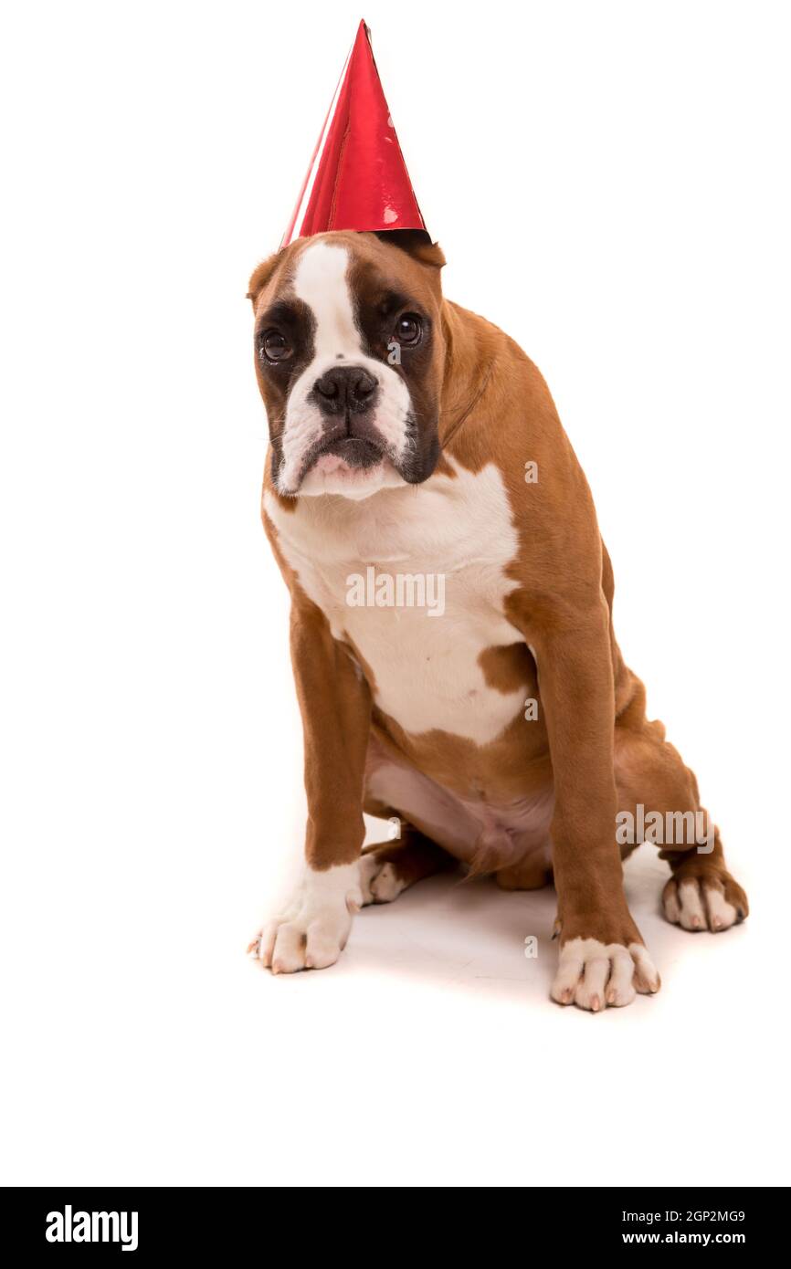 Boxer puppy wearing a festive hat, isolated over white background Stock ...