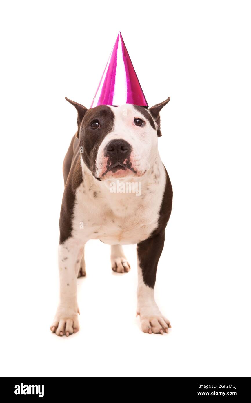 Funny american pit bull Cut Out Stock Images & Pictures - Alamy