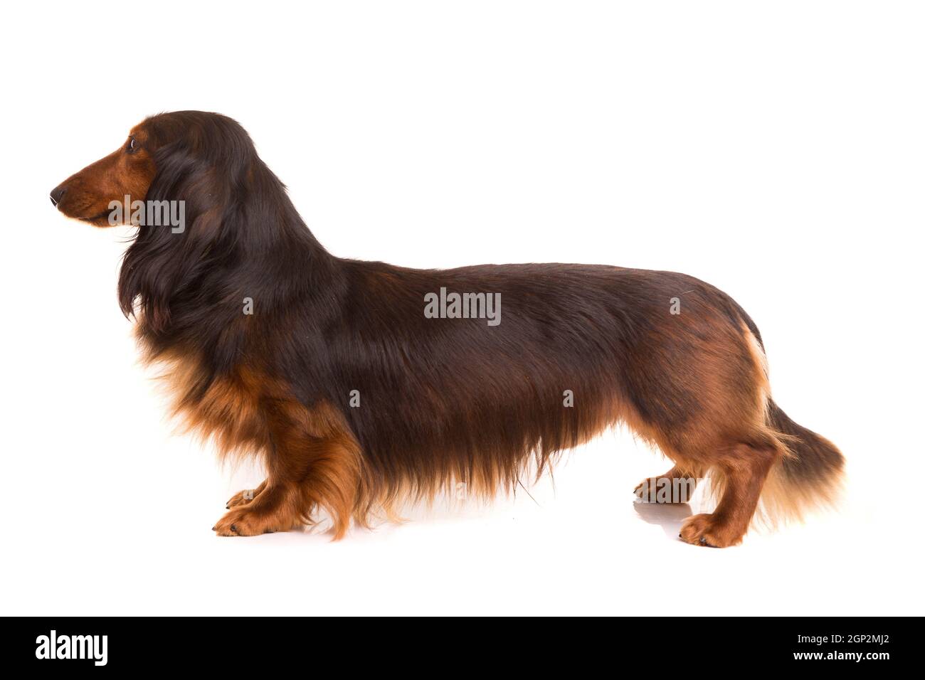 Studio shot of a beautiful long hair teckel (dachshund Stock Photo - Alamy