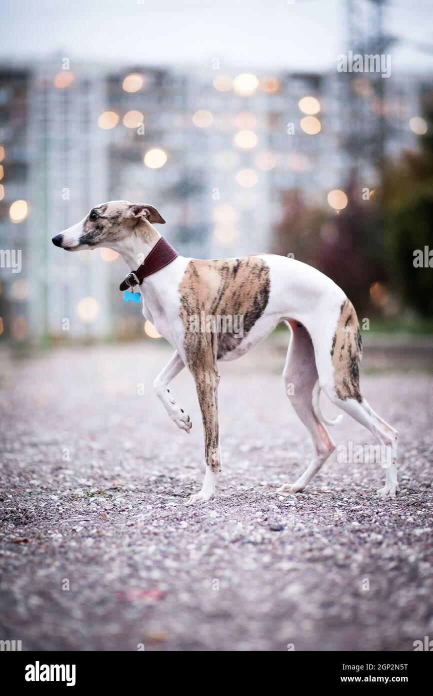 White-beige tiger color dog Whippet breed stands on an evening street ...